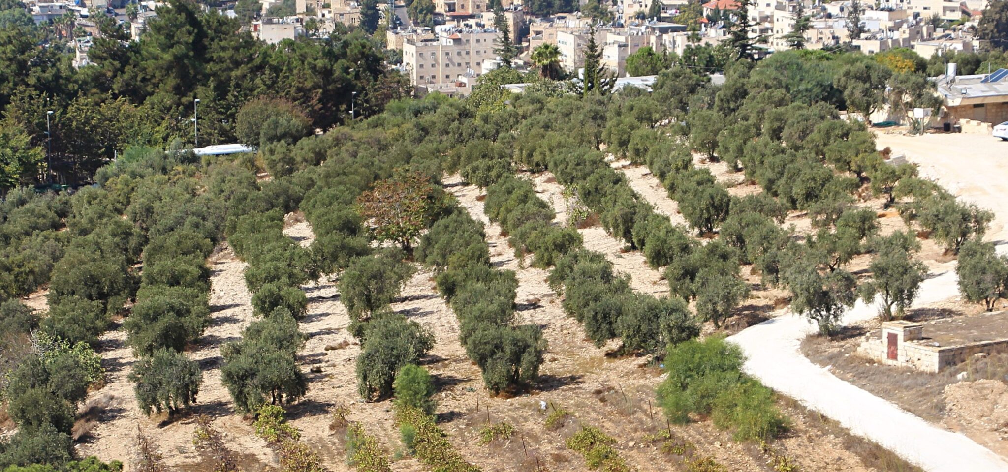 Olive and Olive Oil: Health Facts and Religious Symbols - Bible Holy ...
