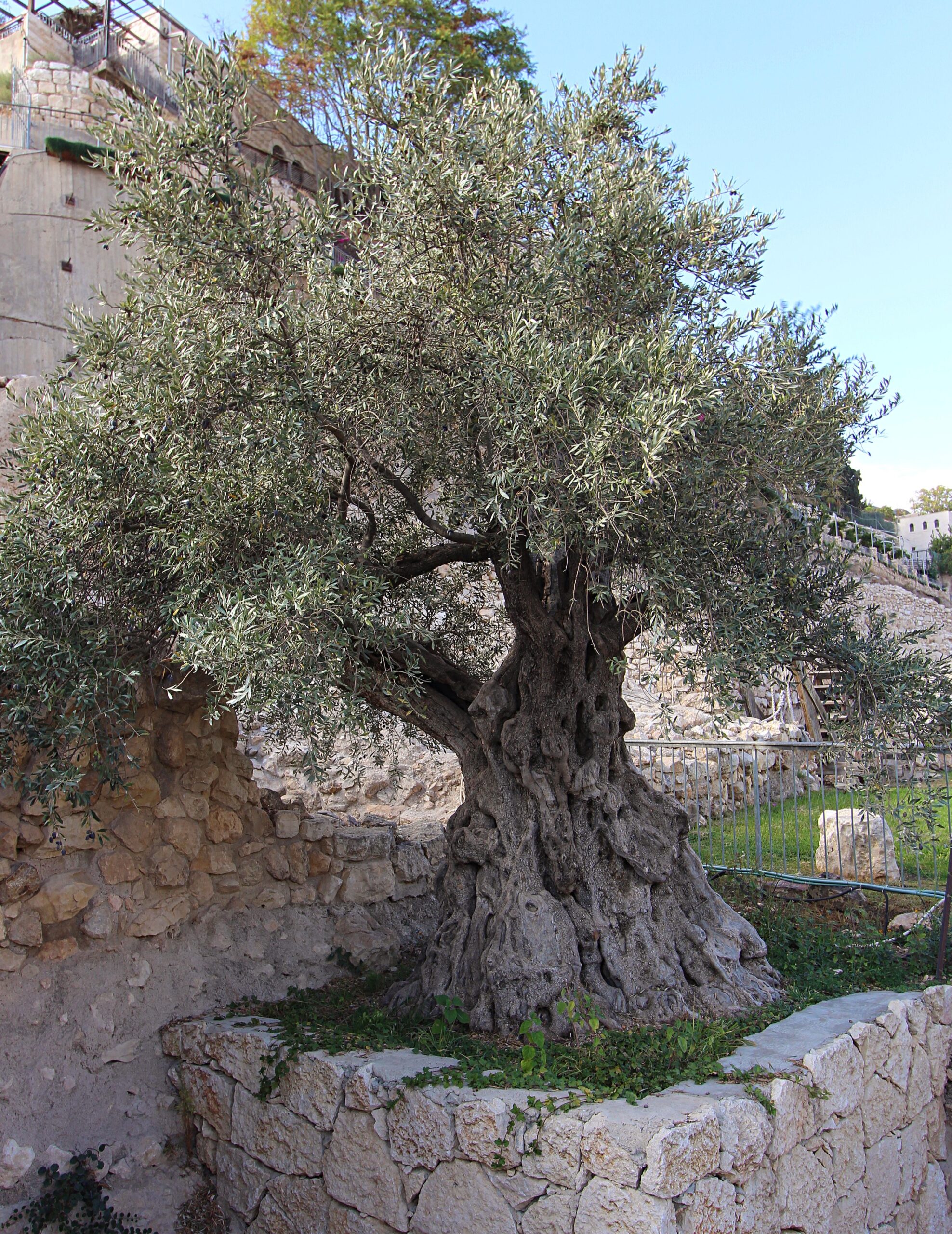 Olive and Olive Oil: Health Facts and Religious Symbols - Bible Holy ...