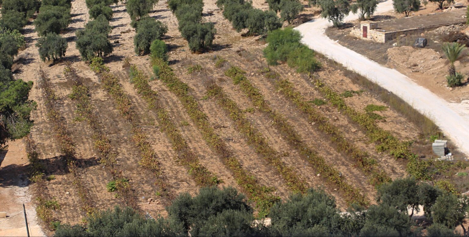 Wine and Vineyards in the Bible - Bible Holy Lands in Photos, Scripture ...
