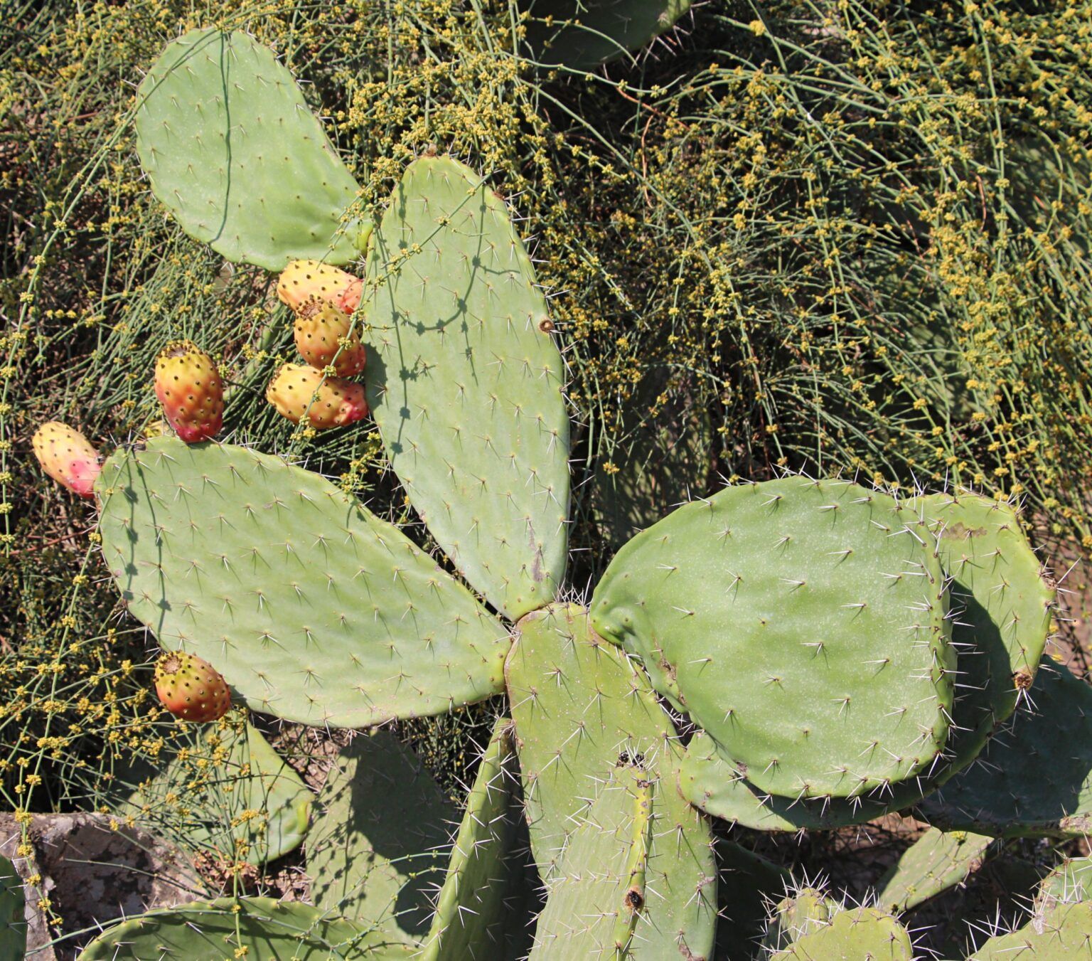 What Do Israelis Call their Native Born Children? - Bible Holy Lands in ...